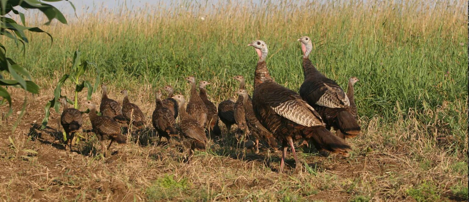 NWTF seeks wild turkey research proposals - The Wildlife Society