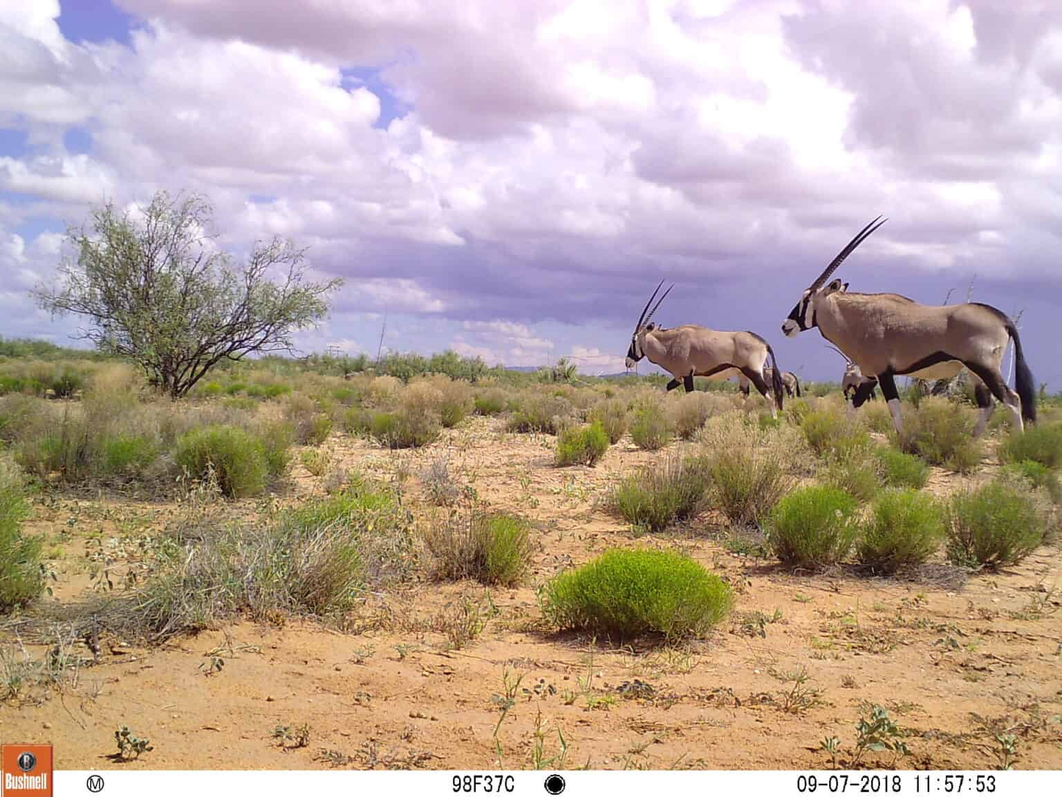 Rising oryx numbers may distress New Mexico ecosystem - The Wildlife ...