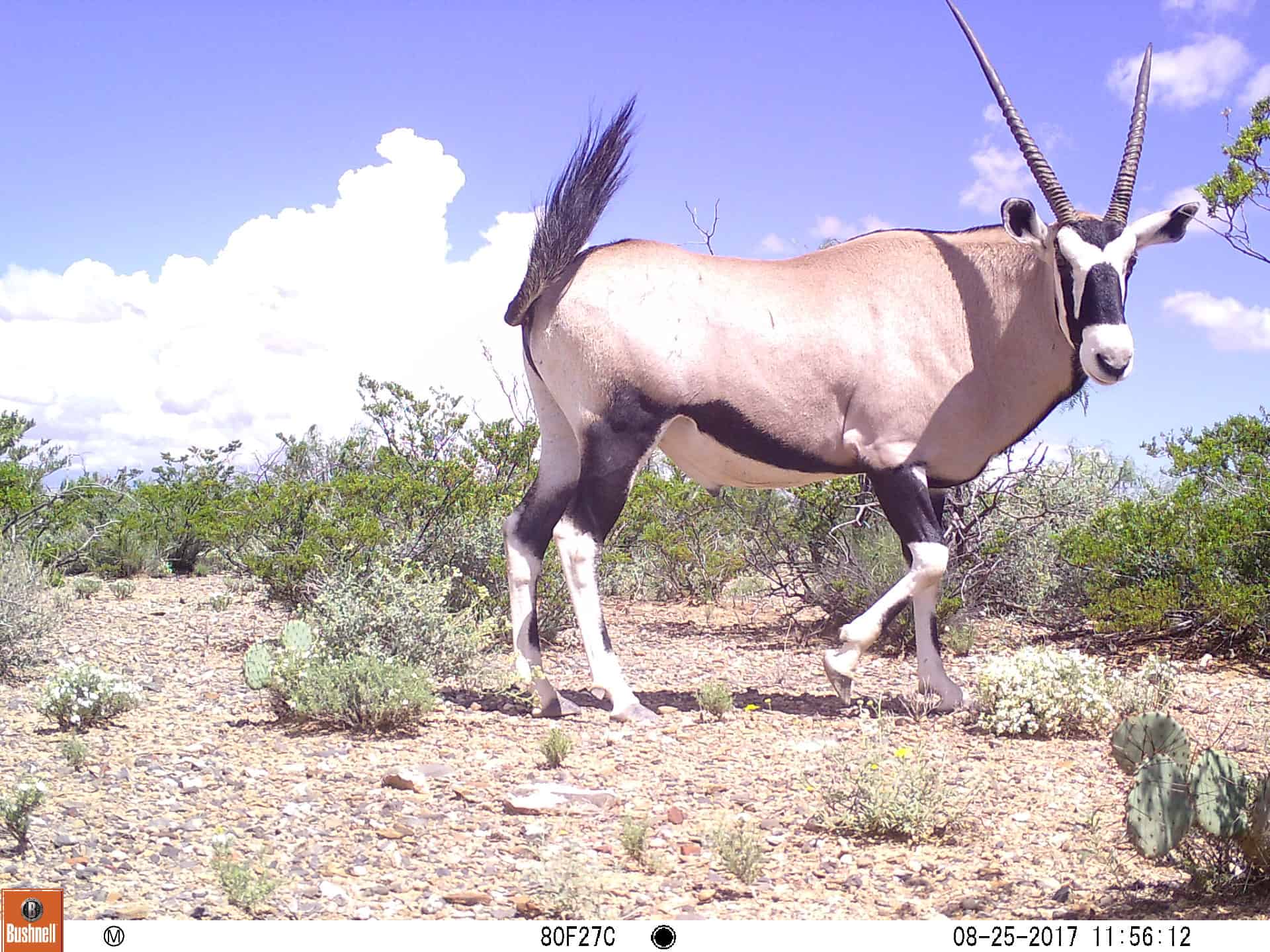 Rising oryx numbers may distress New Mexico ecosystem - The Wildlife ...