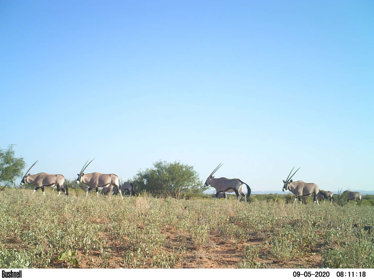 Rising oryx numbers may distress New Mexico ecosystem - The Wildlife ...