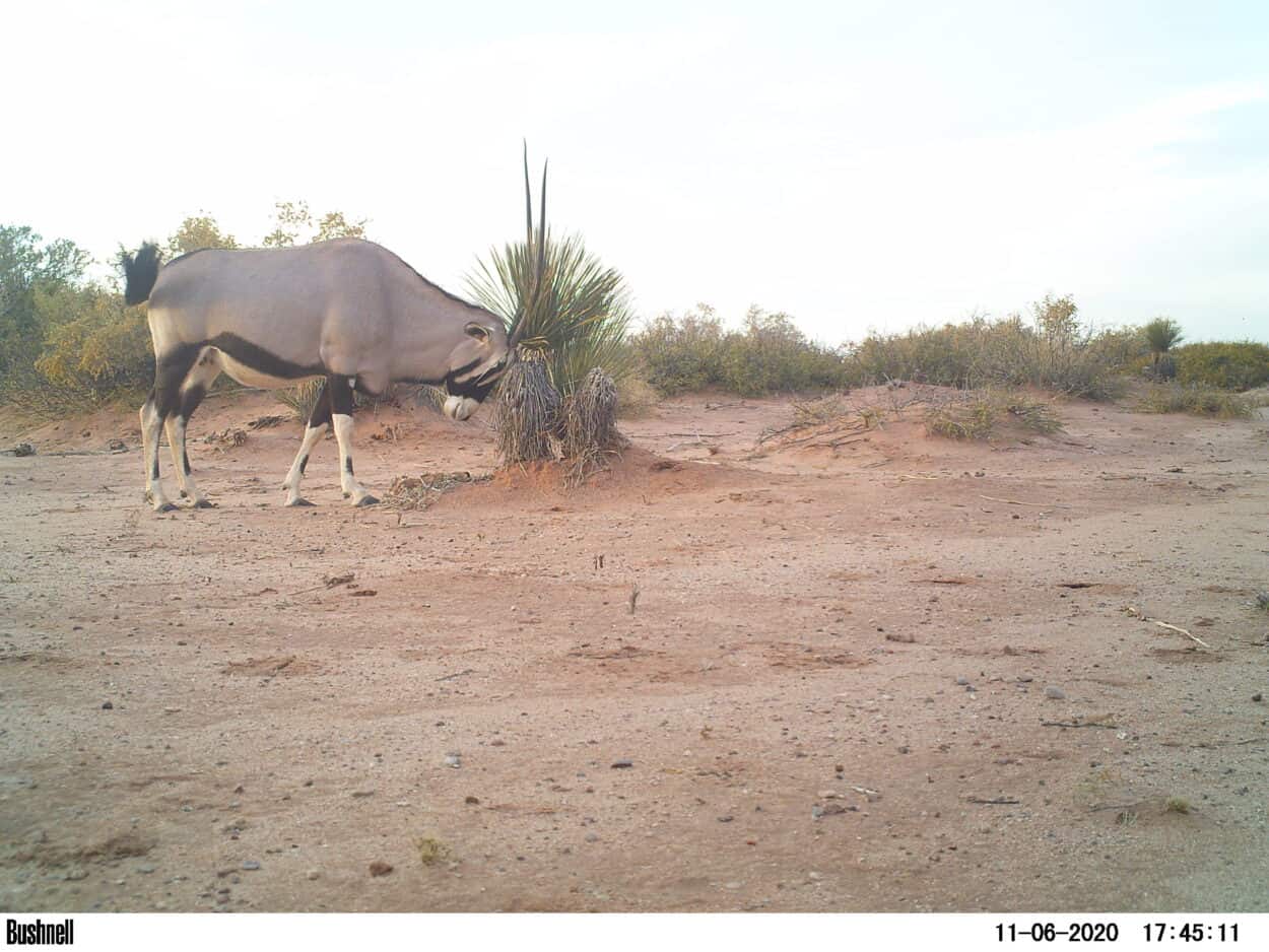 Rising oryx numbers may distress New Mexico ecosystem - The Wildlife ...