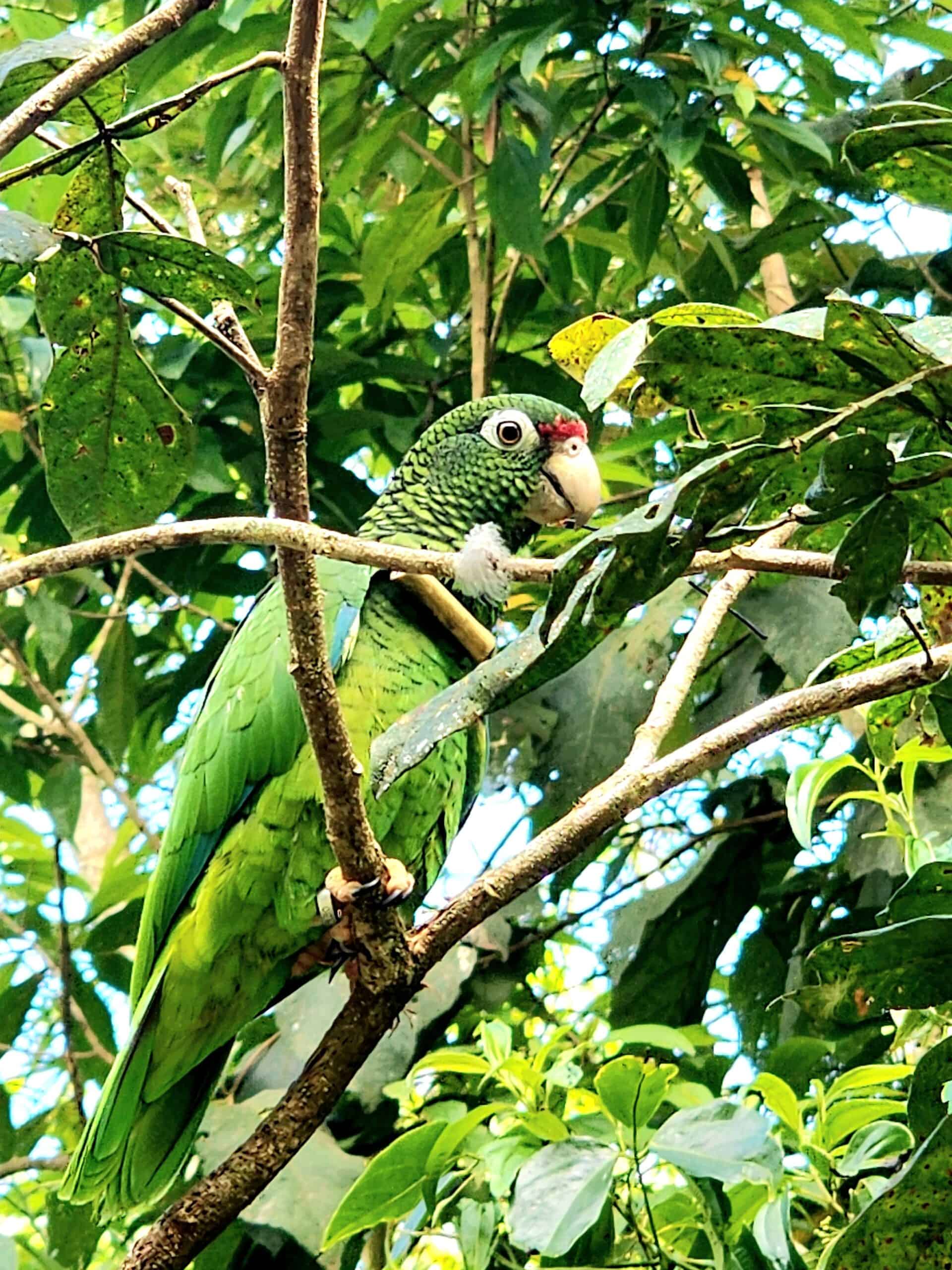 TWS2022: Reintroduction is boosting Puerto Rico parrot survival - The ...