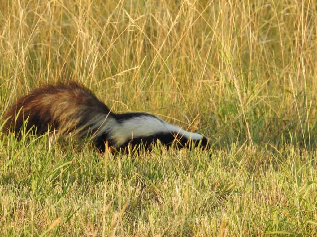 Avian flu found in Texas skunk - The Wildlife Society