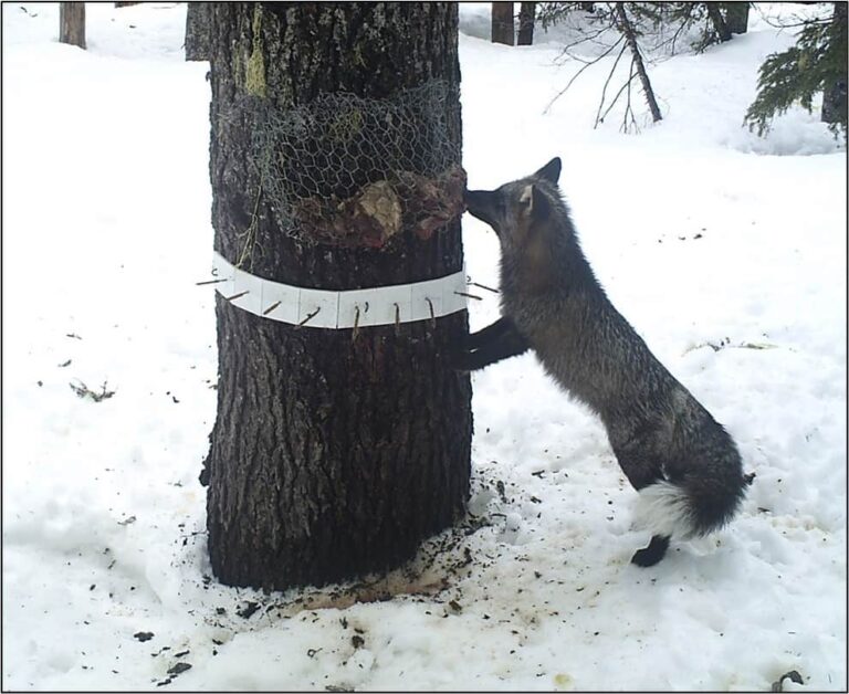 Searching new terrain for an endangered alpine fox - The Wildlife Society