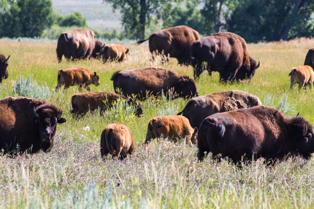 Extreme heat may limit bison movement - The Wildlife Society
