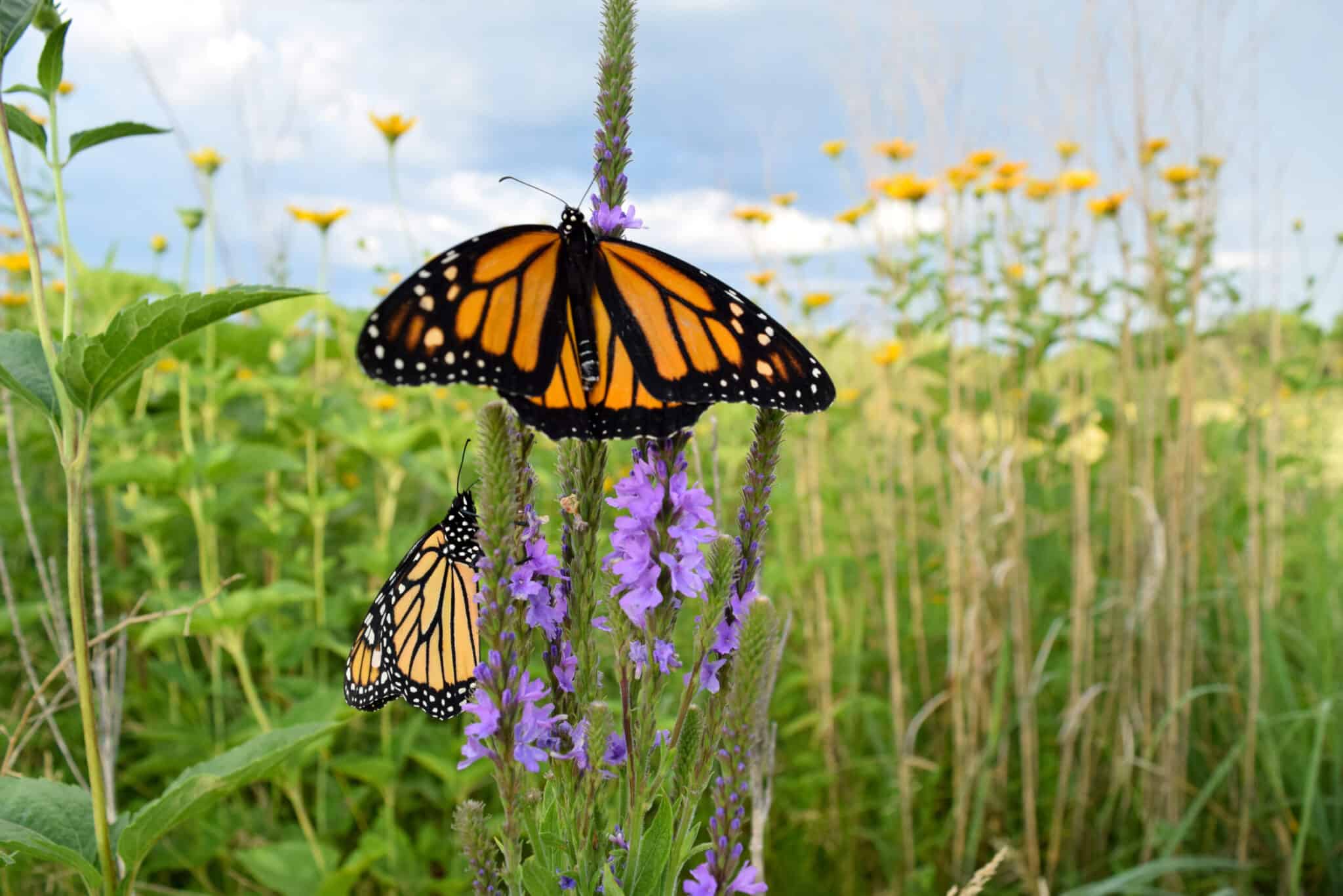Even with pesticides, agricultural areas can boost monarch numbers ...