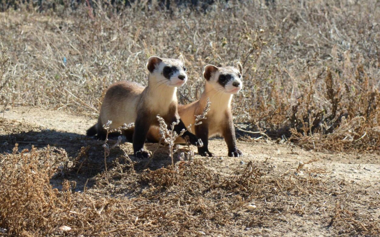 Watch: Recovering the black-footed ferret - The Wildlife Society