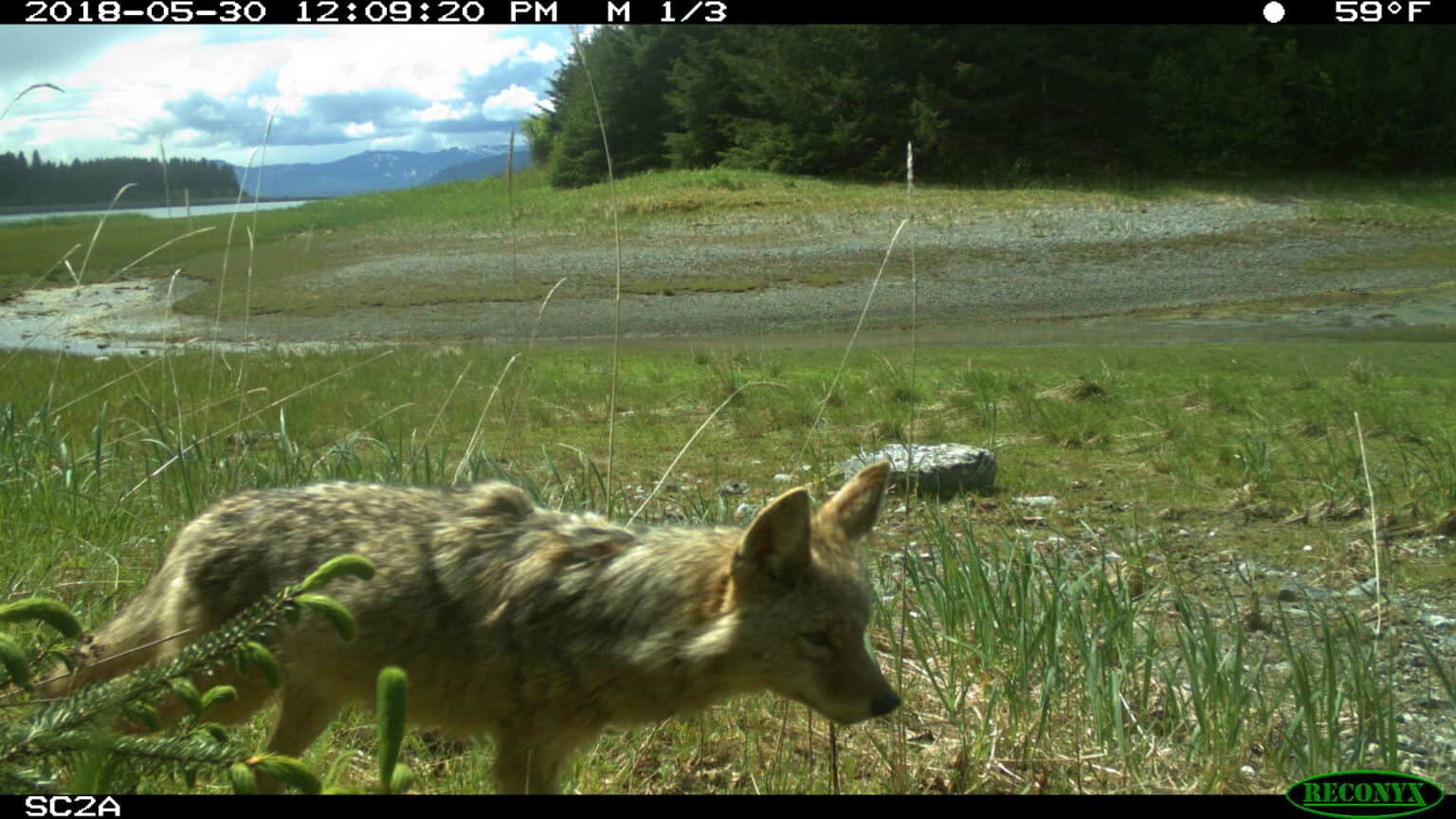 Where do mammals move after glaciers melt? - The Wildlife Society