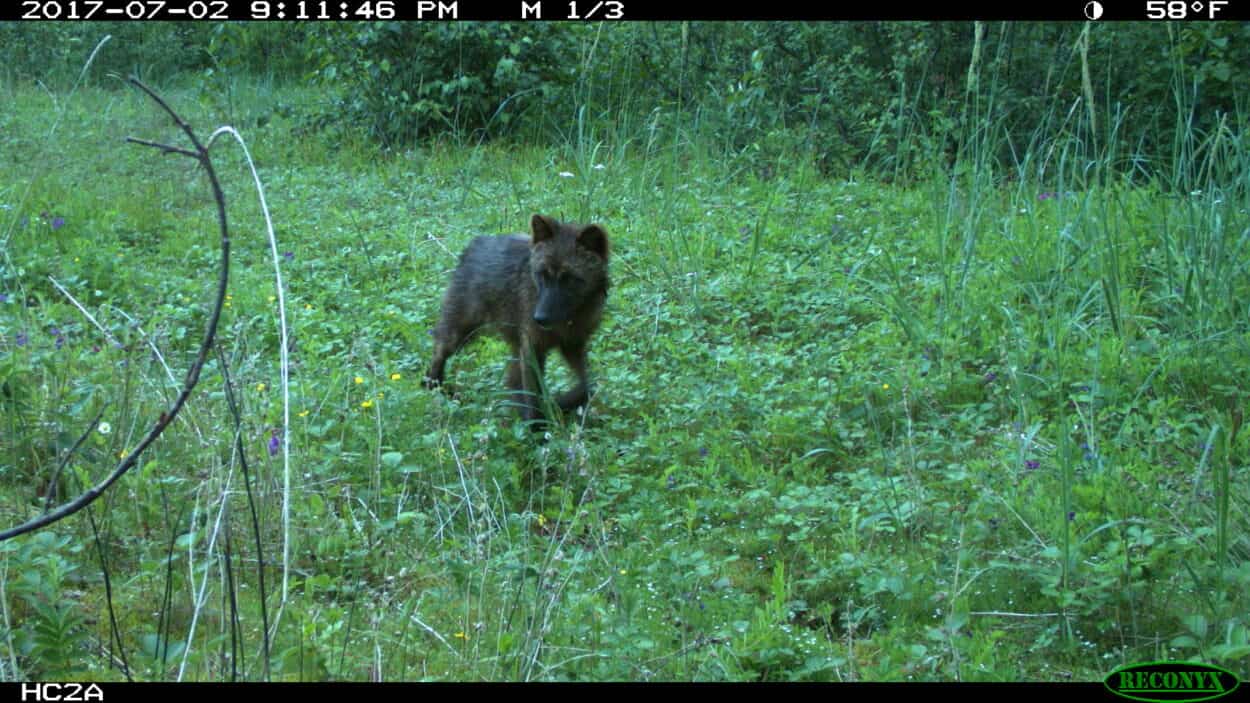 Where do mammals move after glaciers melt? - The Wildlife Society