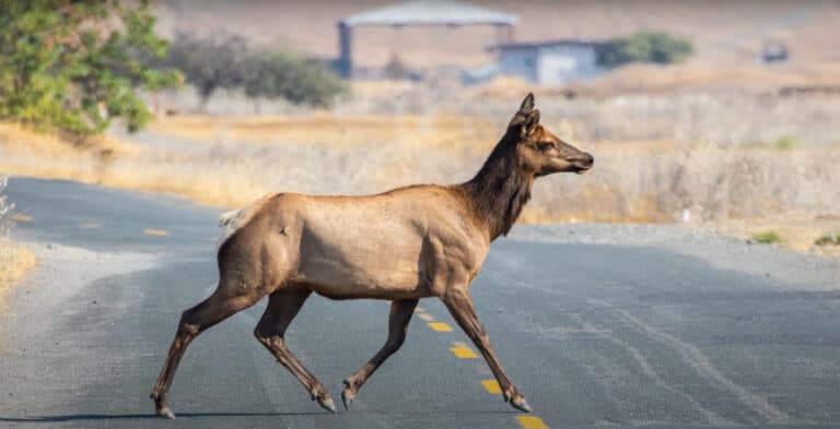 Watch: Improving habitat connectivity in California - The Wildlife Society