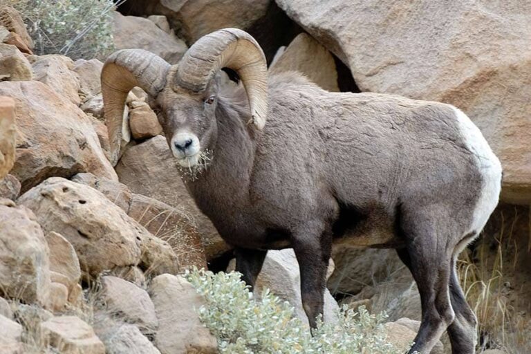 Groups fund nearly $4 million in Utah conservation projects - The ...