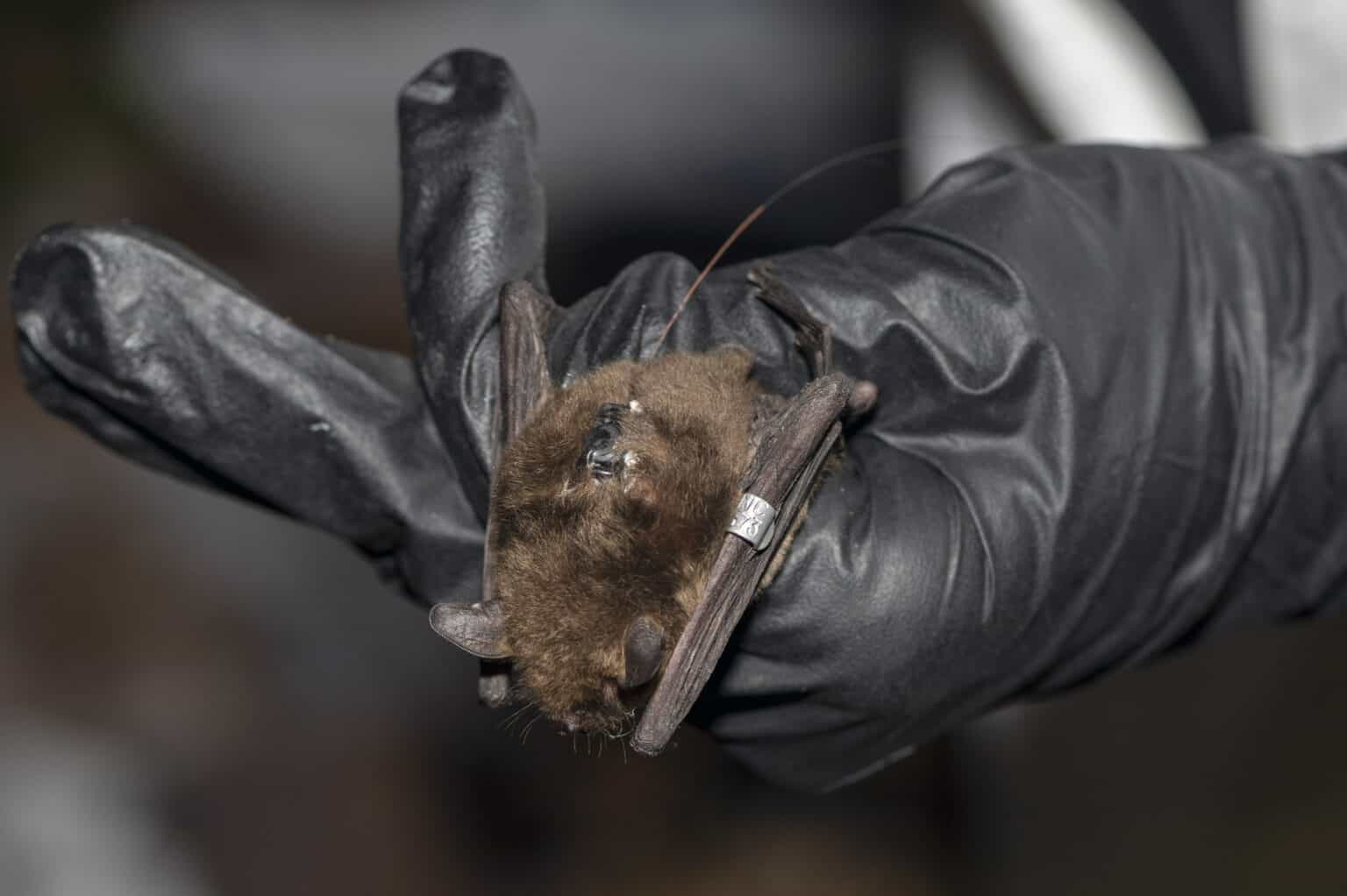 JWM: Mapping gray bat migration patterns - The Wildlife Society