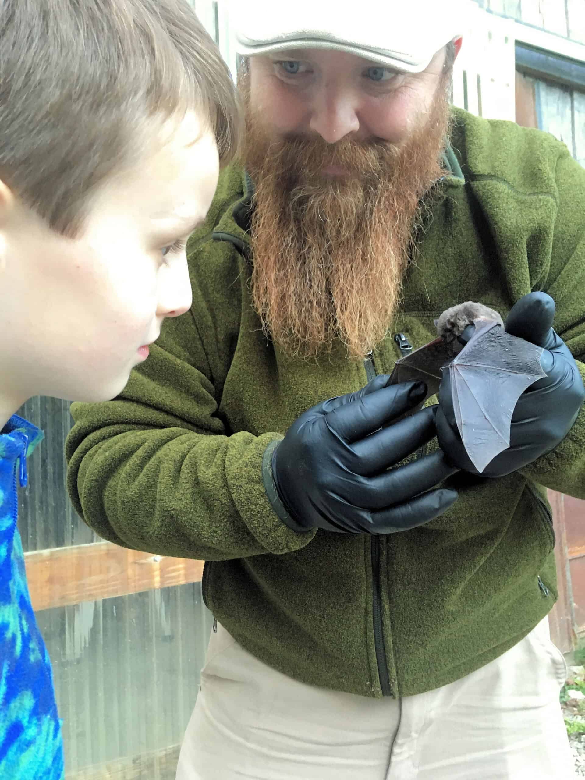 JWM: Mapping gray bat migration patterns - The Wildlife Society