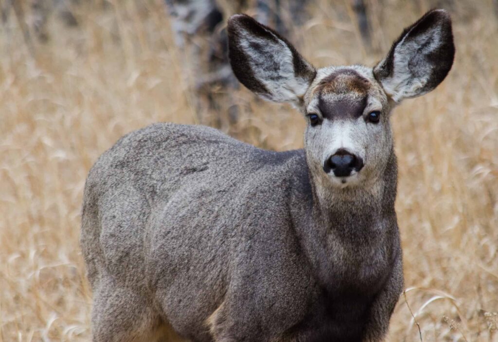 Epic wolverine journey ends in North Dakota - The Wildlife Society