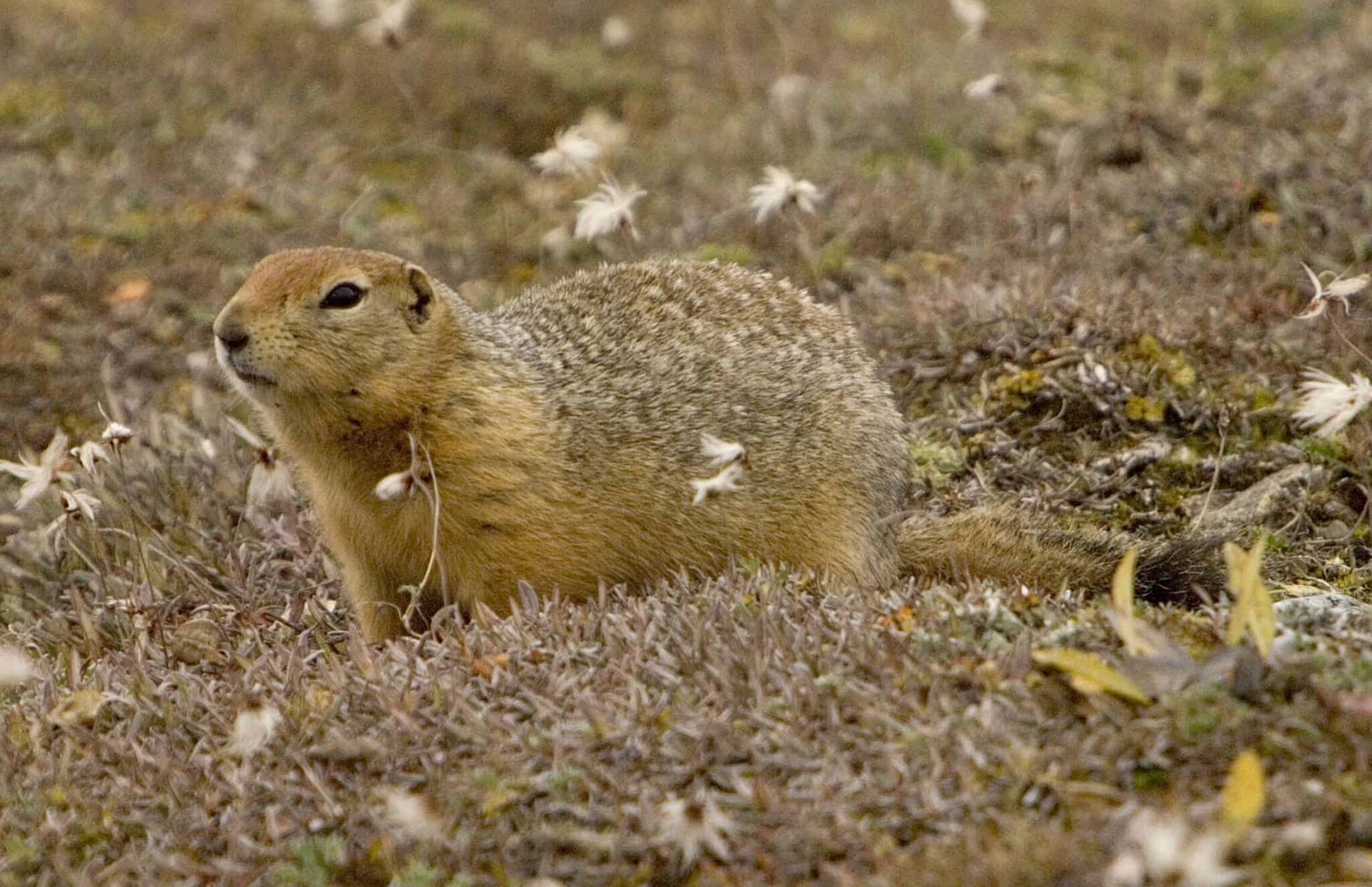 Climate change may throw off Arctic squirrel mating - The Wildlife Society