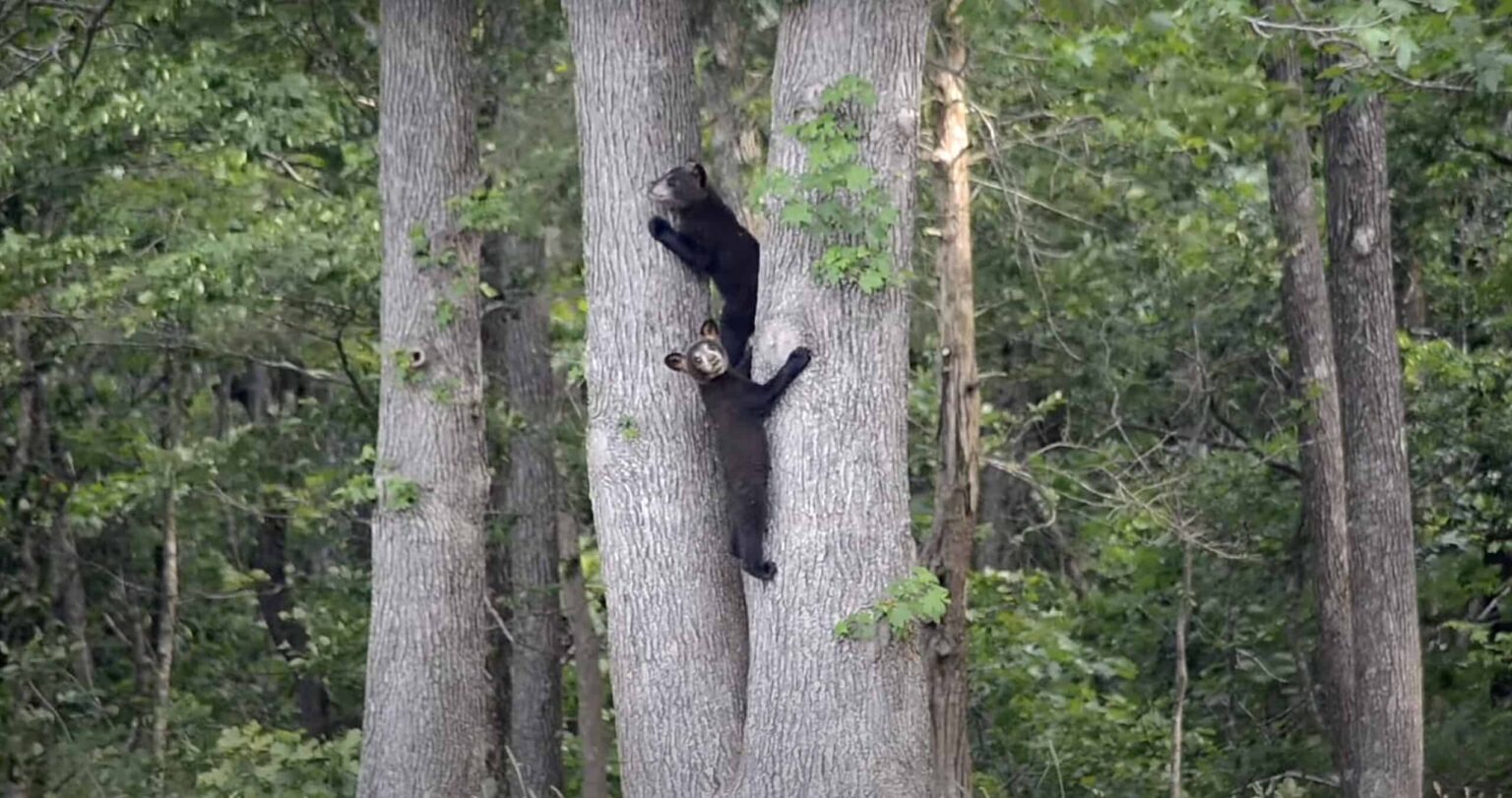 Watch: Tracking Arkansas bears to new territory - The Wildlife Society