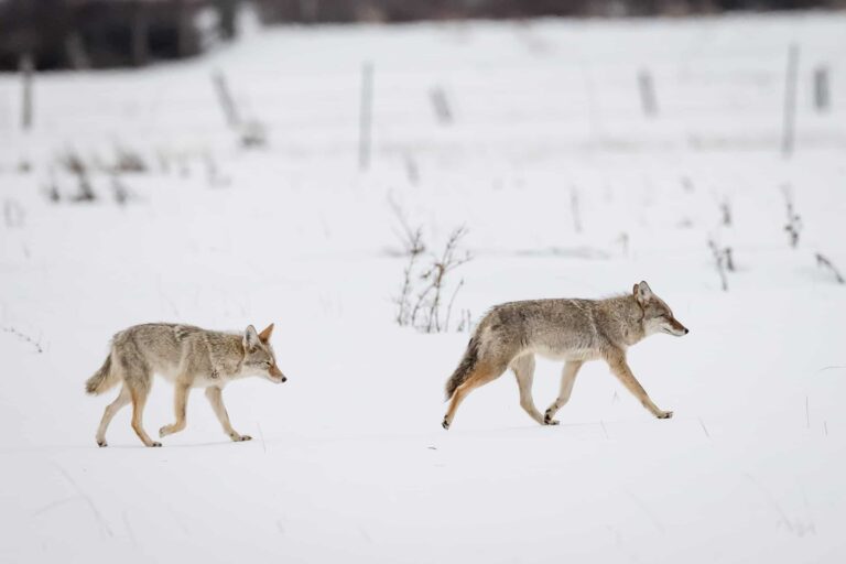 Human shields can be lethal for midsized predators - The Wildlife Society