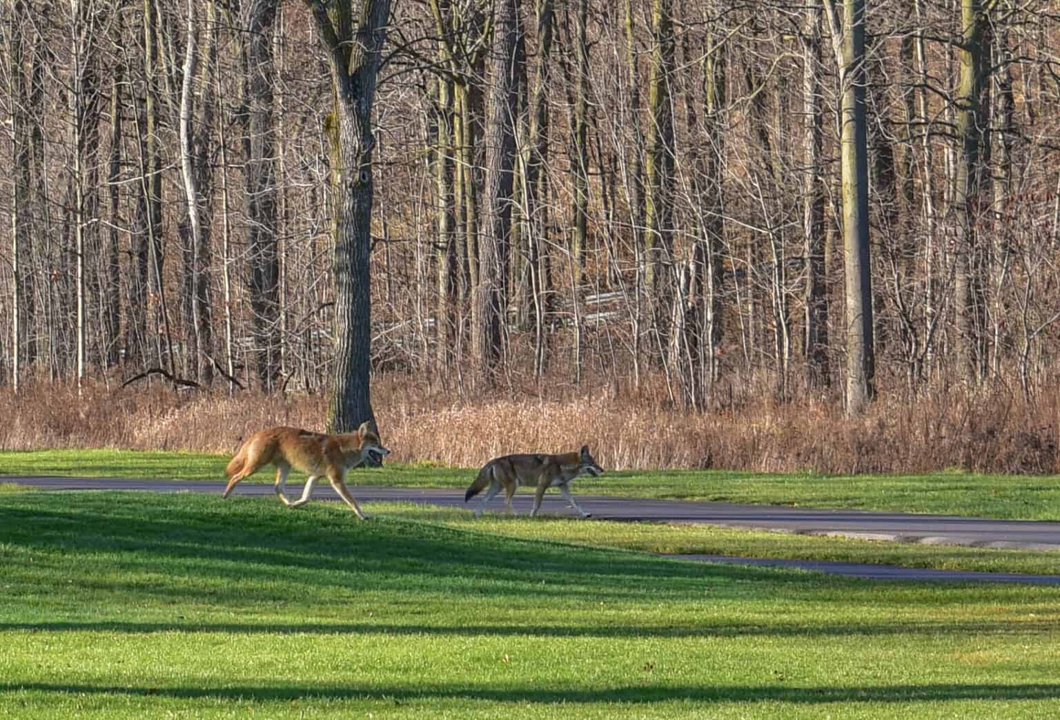 Wild Cam: What’s Killing India’s Tigers? - The Wildlife Society