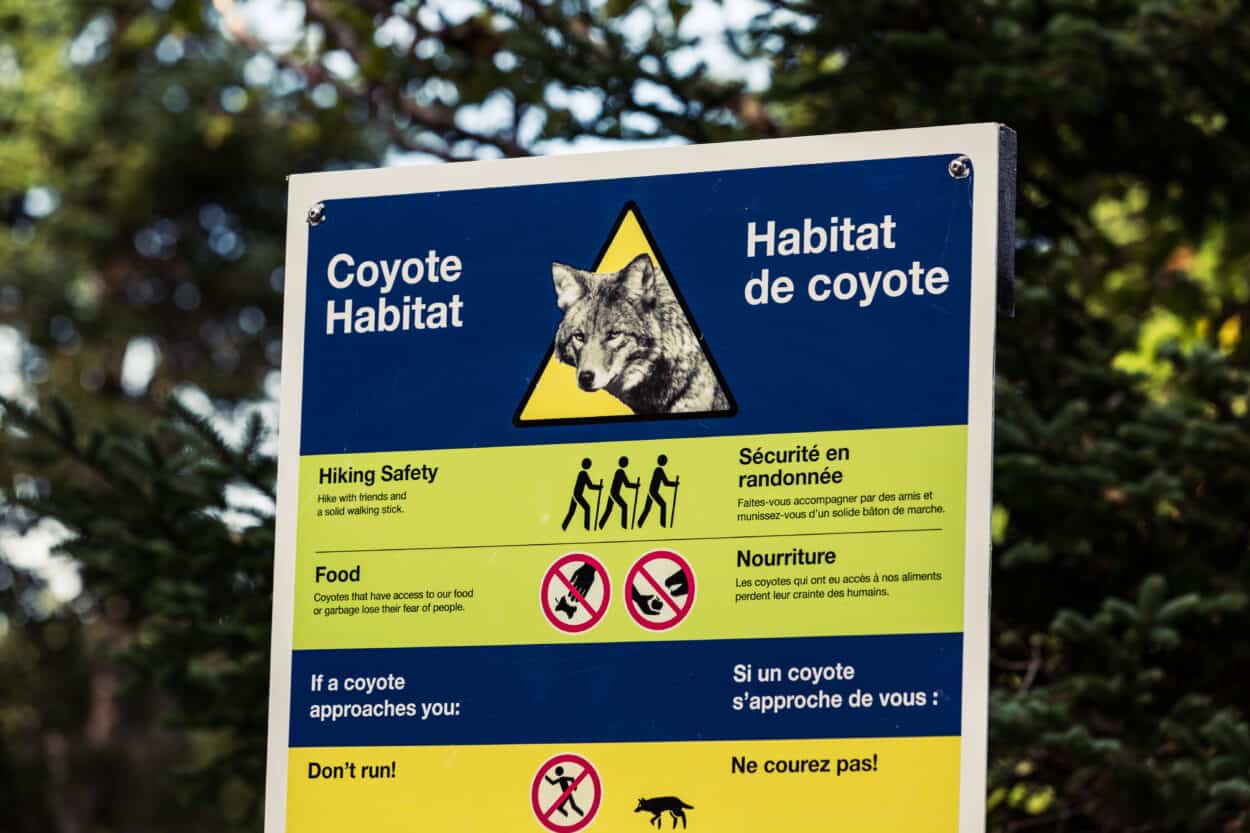 Coyotes that hunt moose may also go after humans - The Wildlife Society