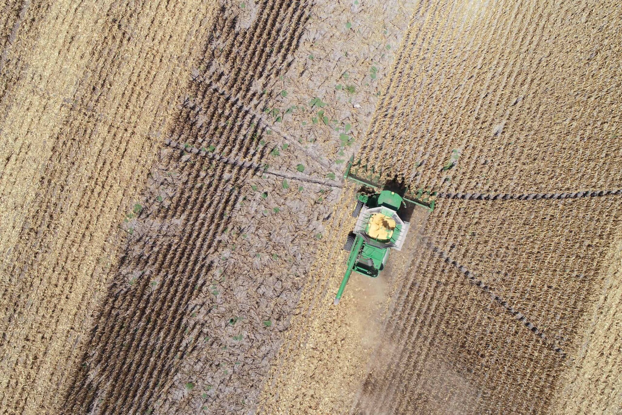 WSB: Drones help quantify wild pig damage - The Wildlife Society