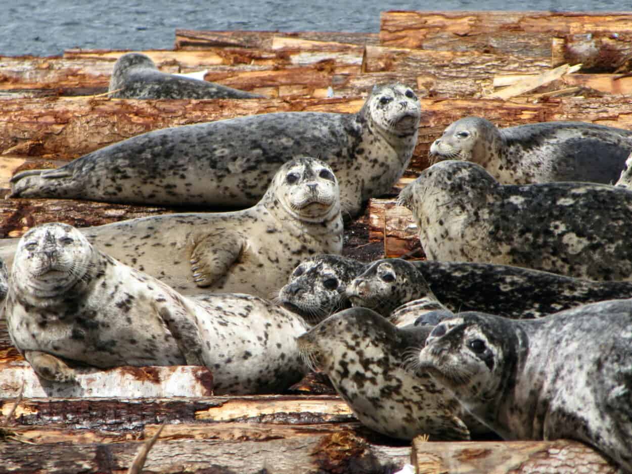 JWM: What’s the best way to manage harbor seals? - The Wildlife Society