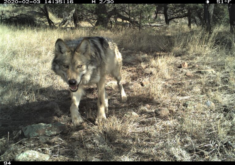 Wild Cam: Collar tracking more accurate than trail cameras - The ...