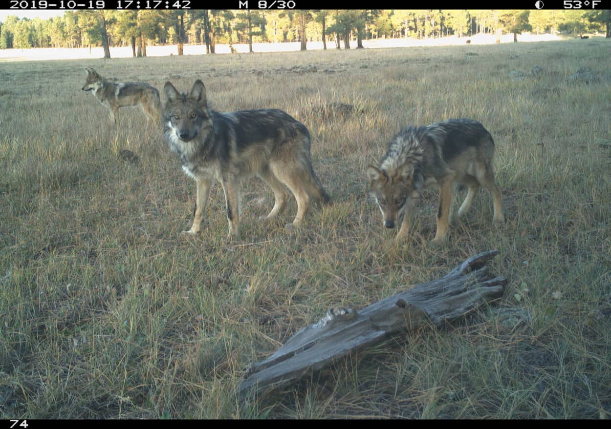 Wild Cam: Collar tracking more accurate than trail cameras - The ...