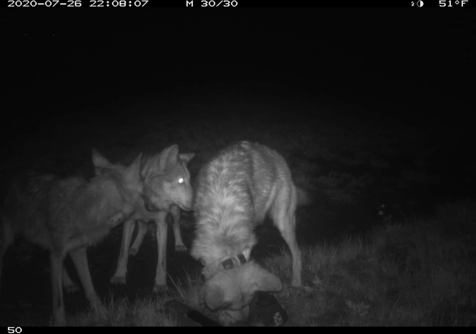 Wild Cam: Collar tracking more accurate than trail cameras - The ...