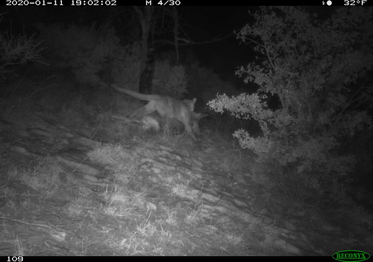 Wild Cam: Collar tracking more accurate than trail cameras - The ...