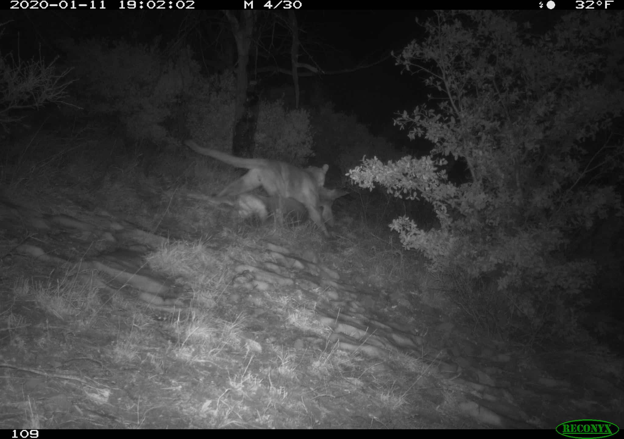 Wild Cam: Collar tracking more accurate than trail cameras - The ...