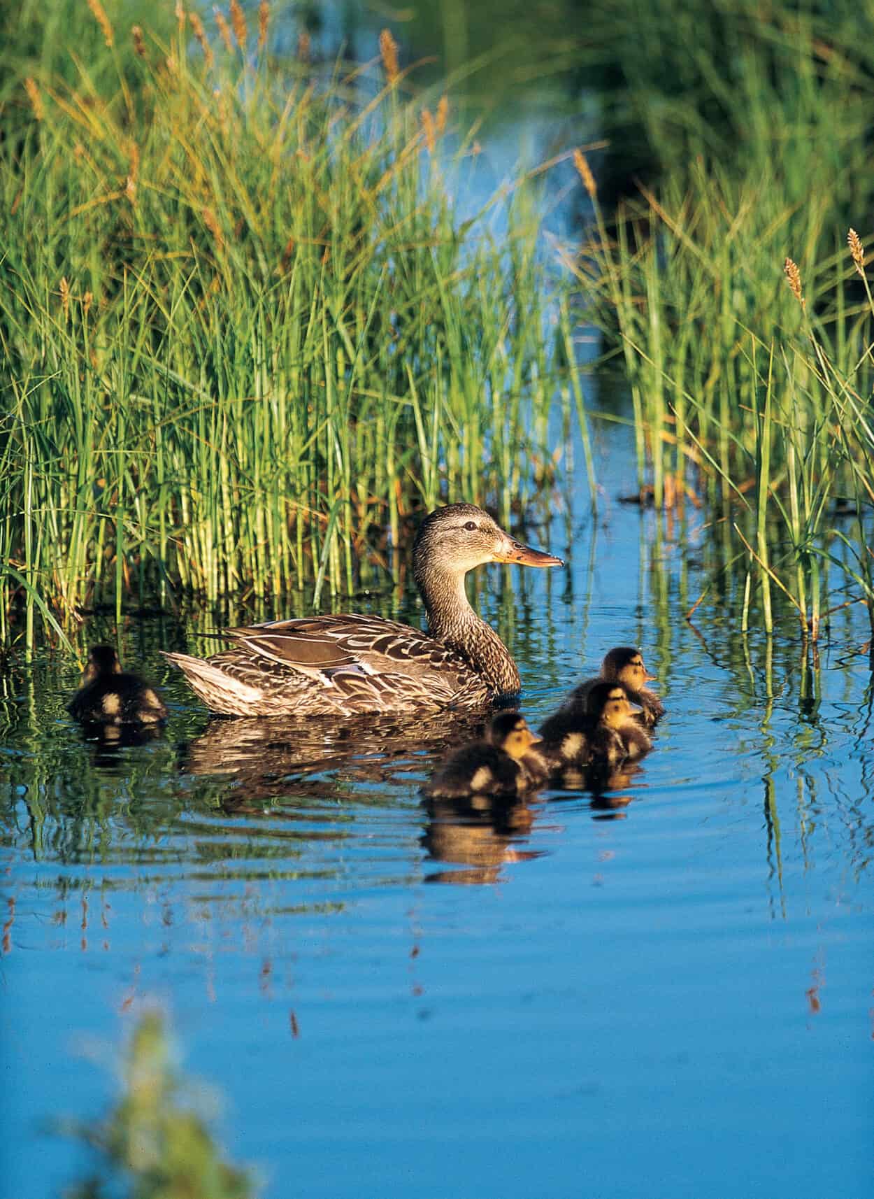 WM: Proper planning can aid waterfowl in Canada’s ‘duck factory’ - The ...