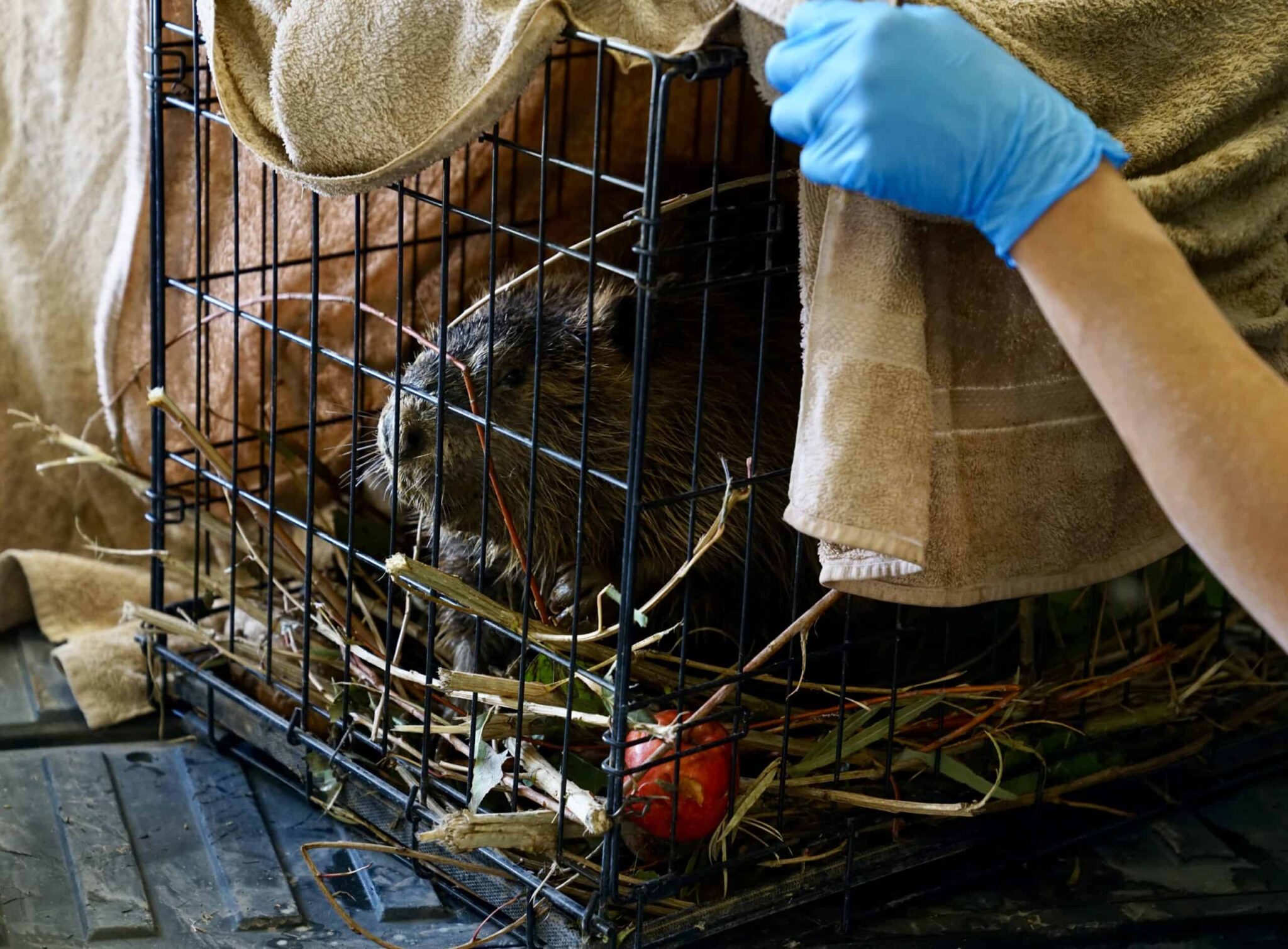 Inbreeding Not to Blame for Bighorn Sheep Decline - The Wildlife Society