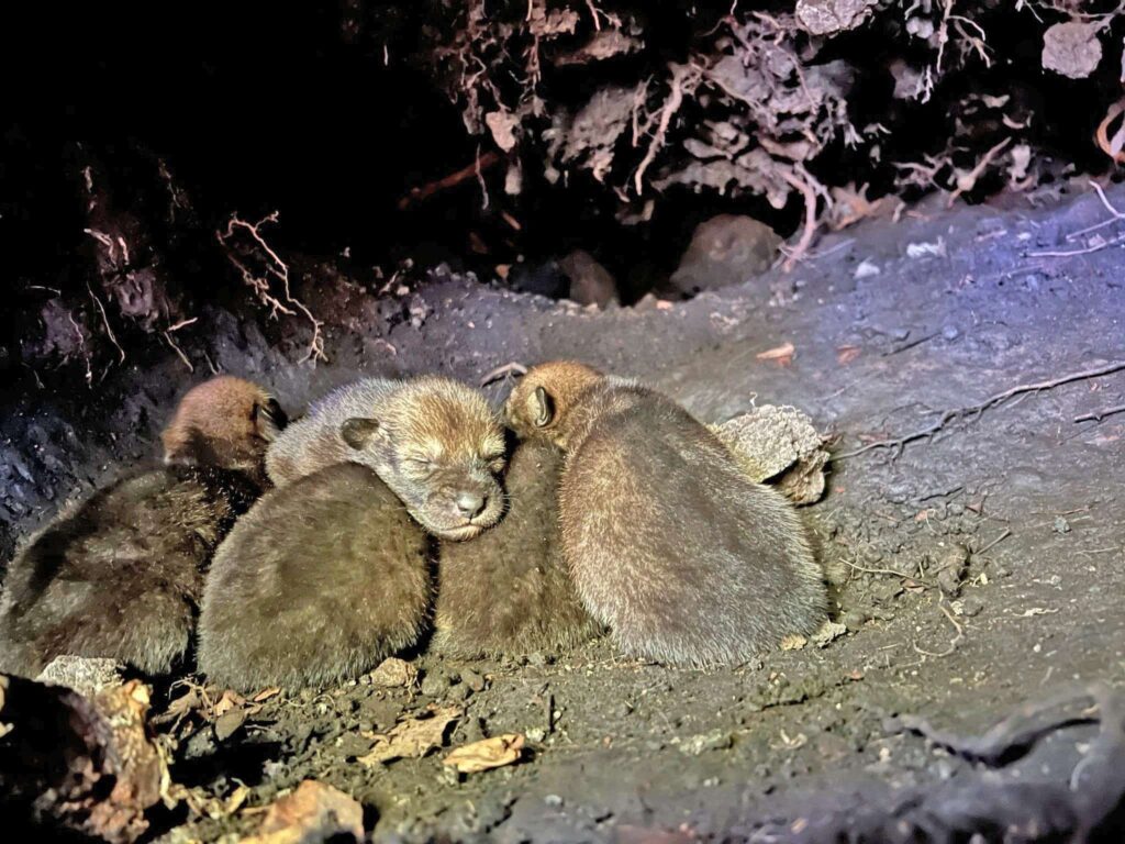 Five red wolves born in the wild - The Wildlife Society