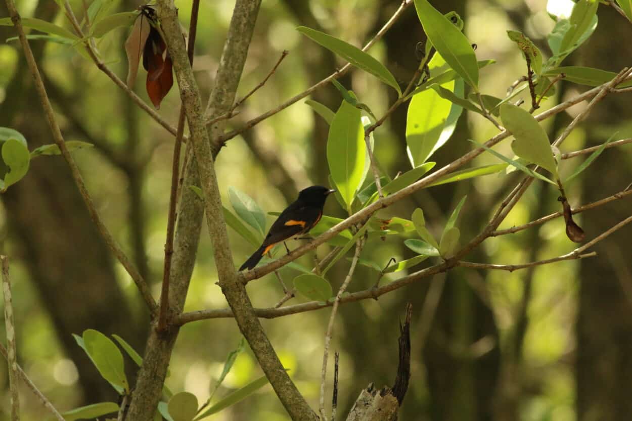 Amid climate change, migrating redstarts show flexibility - The ...
