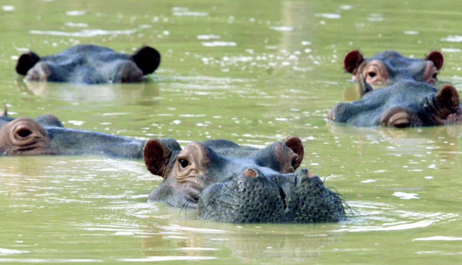 Colombia’s invasive hippo problem may have doubled - The Wildlife Society