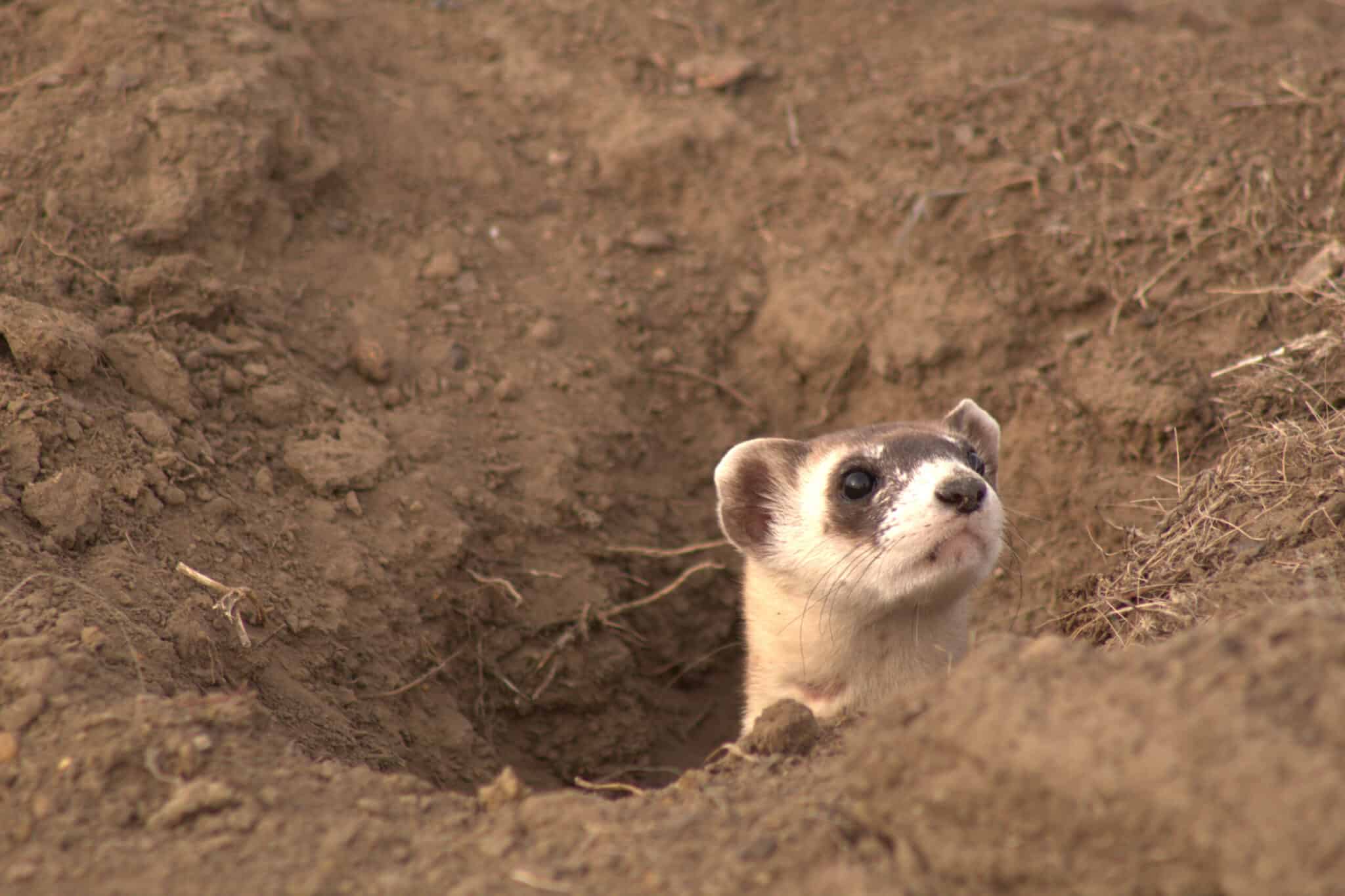TWS2022: Ferrets return to Standing Rock Sioux Reservation - The ...