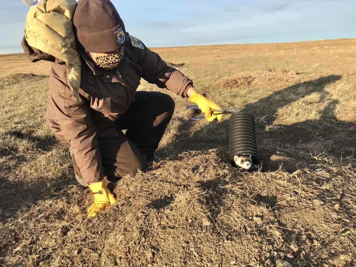 TWS2022: Ferrets return to Standing Rock Sioux Reservation - The ...