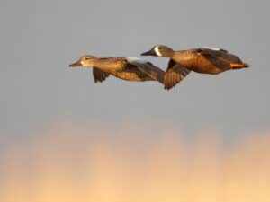 For ducks in the Prairie Pothole Region, timing is everything - The ...