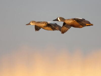 For ducks in the Prairie Pothole Region, timing is everything - The ...