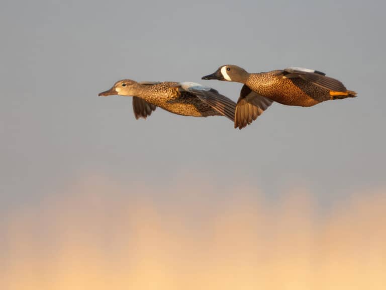 For ducks in the Prairie Pothole Region, timing is everything - The ...