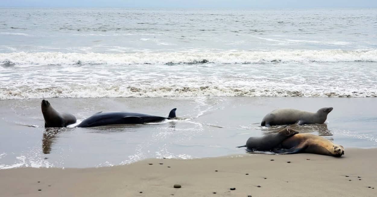 Red tide leads to hundreds of sick and dying dolphins and sea lions in ...