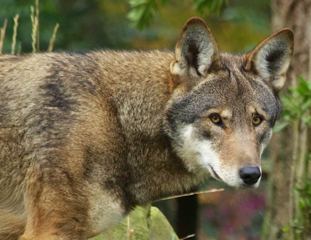 Supposed wolf species may actually be hybrids - The Wildlife Society