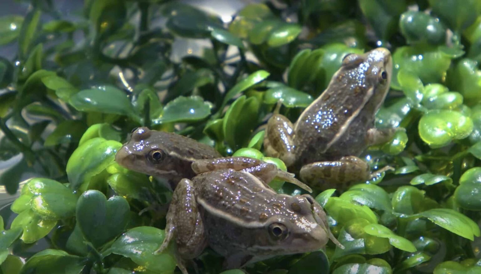 Watch: Recovering relict leopard frogs - The Wildlife Society