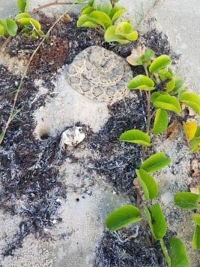 Snake sightings shore-ly surprising for beachgoers - The Wildlife Society