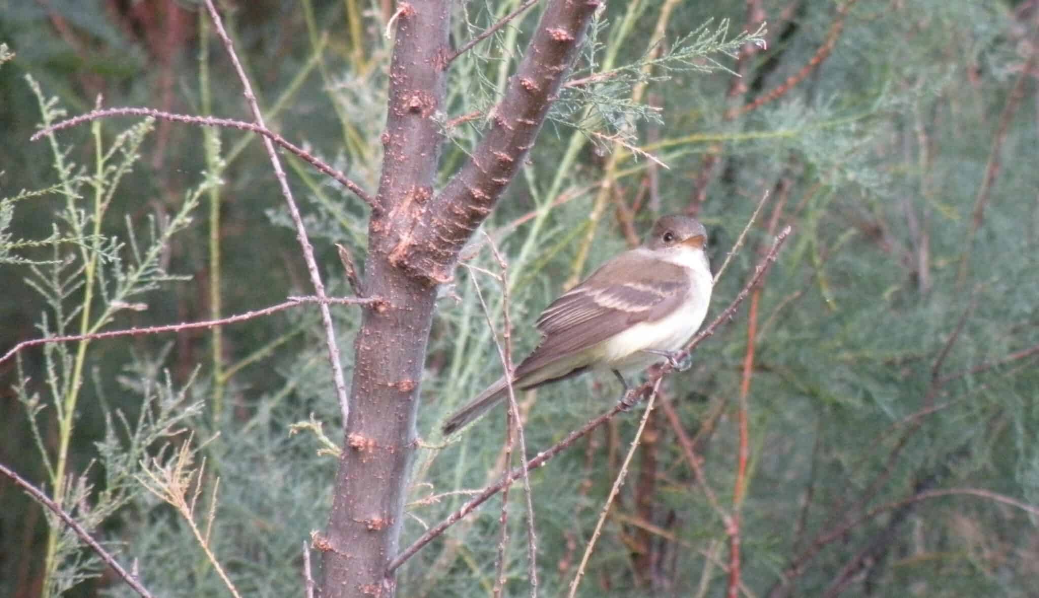This endangered bird is evolving to adapt to climate change - The ...