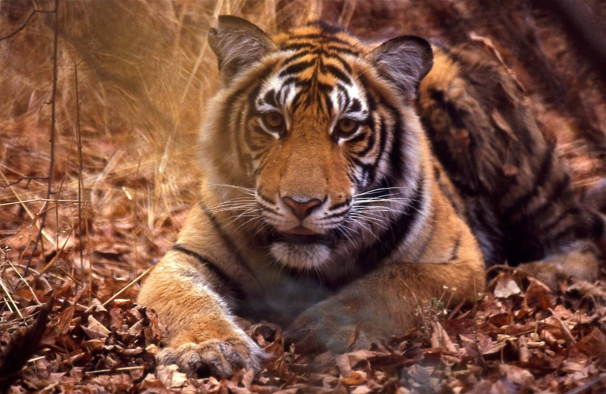 Protecting tigers can pay off for the environment - The Wildlife Society