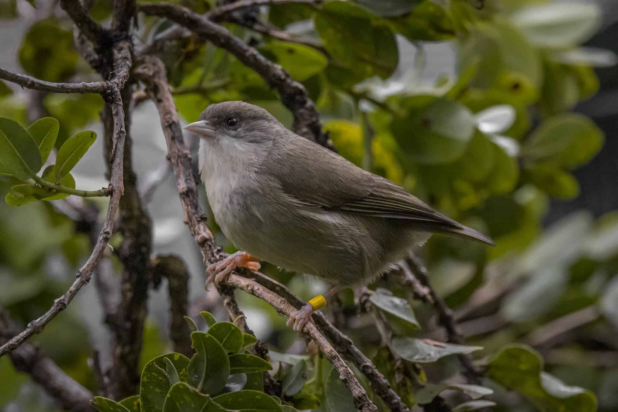 Survival of ‘akikiki may come down to good mate choice - The Wildlife ...