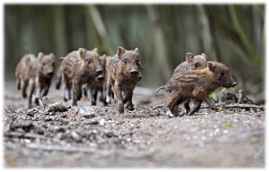 How Researchers Use Nose Patterns to Identify Koalas - The Wildlife Society