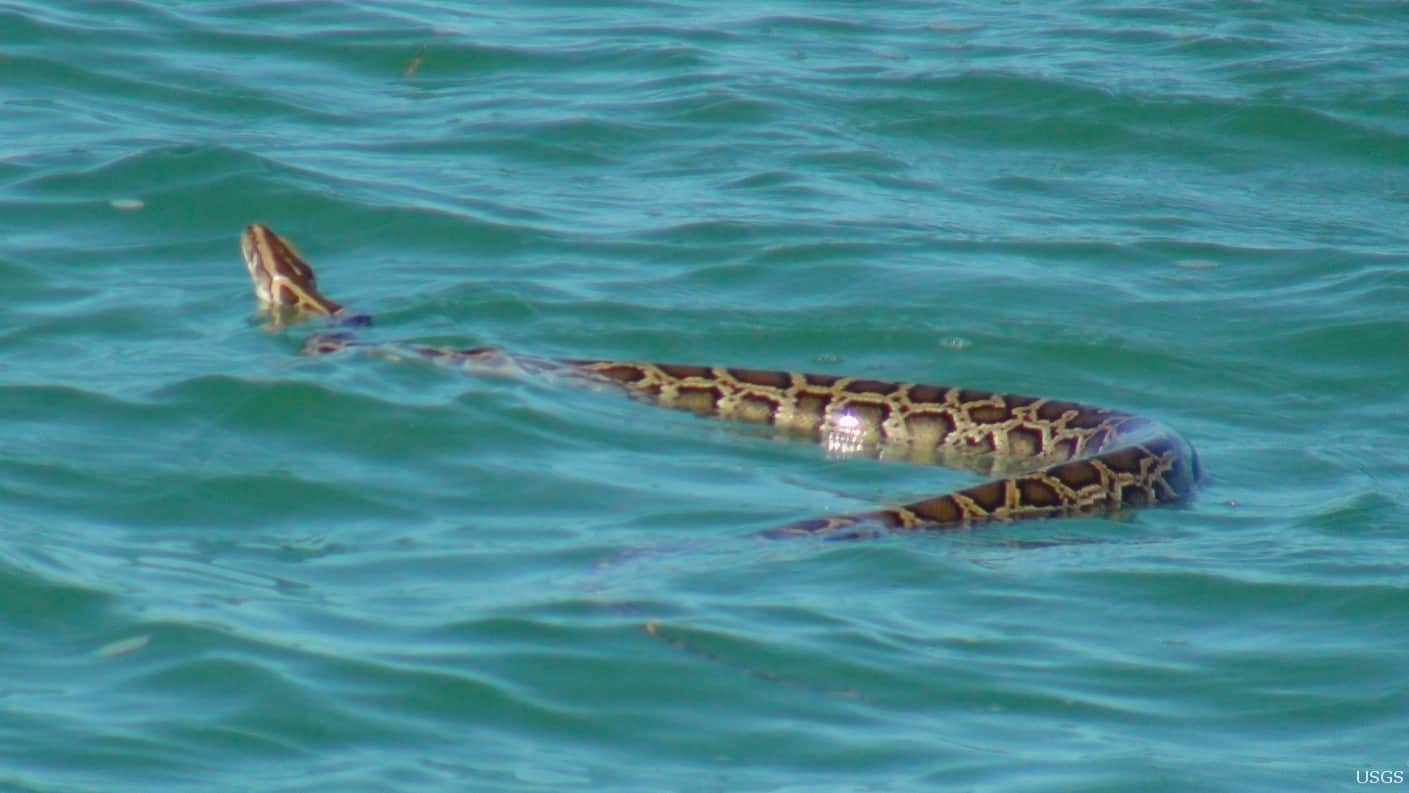 Snake sightings shore-ly surprising for beachgoers - The Wildlife Society