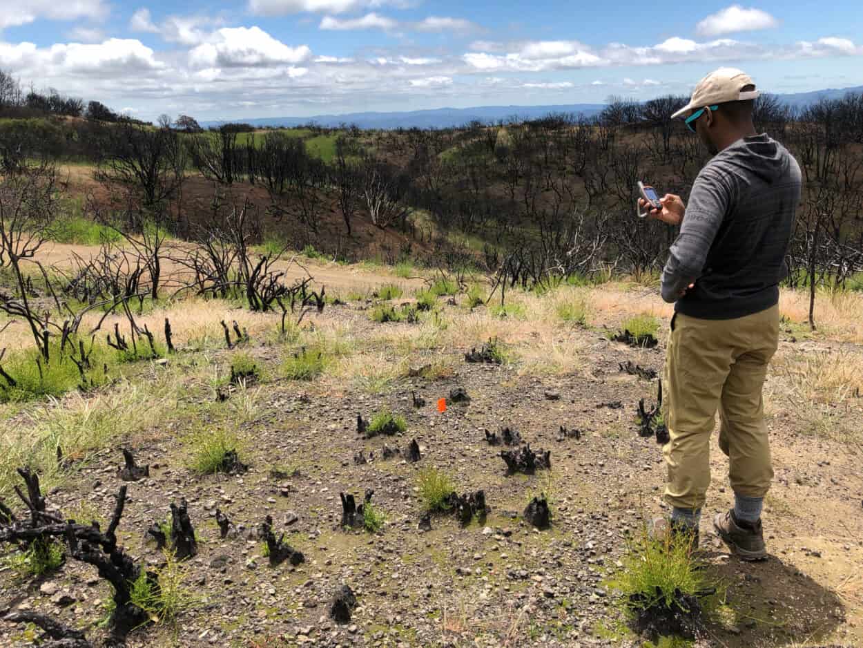 Wild Cam: In the face of megafire, some animals prove resilient - The ...